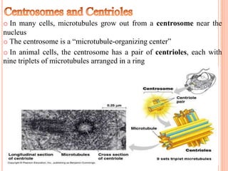 Orginagition and role of cytoskeleton | PPTX