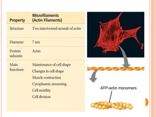 Orginagition and role of cytoskeleton | PPTX