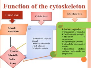Orginagition and role of cytoskeleton | PPTX