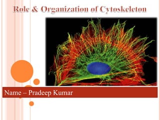 Cytoskeleton In Cell