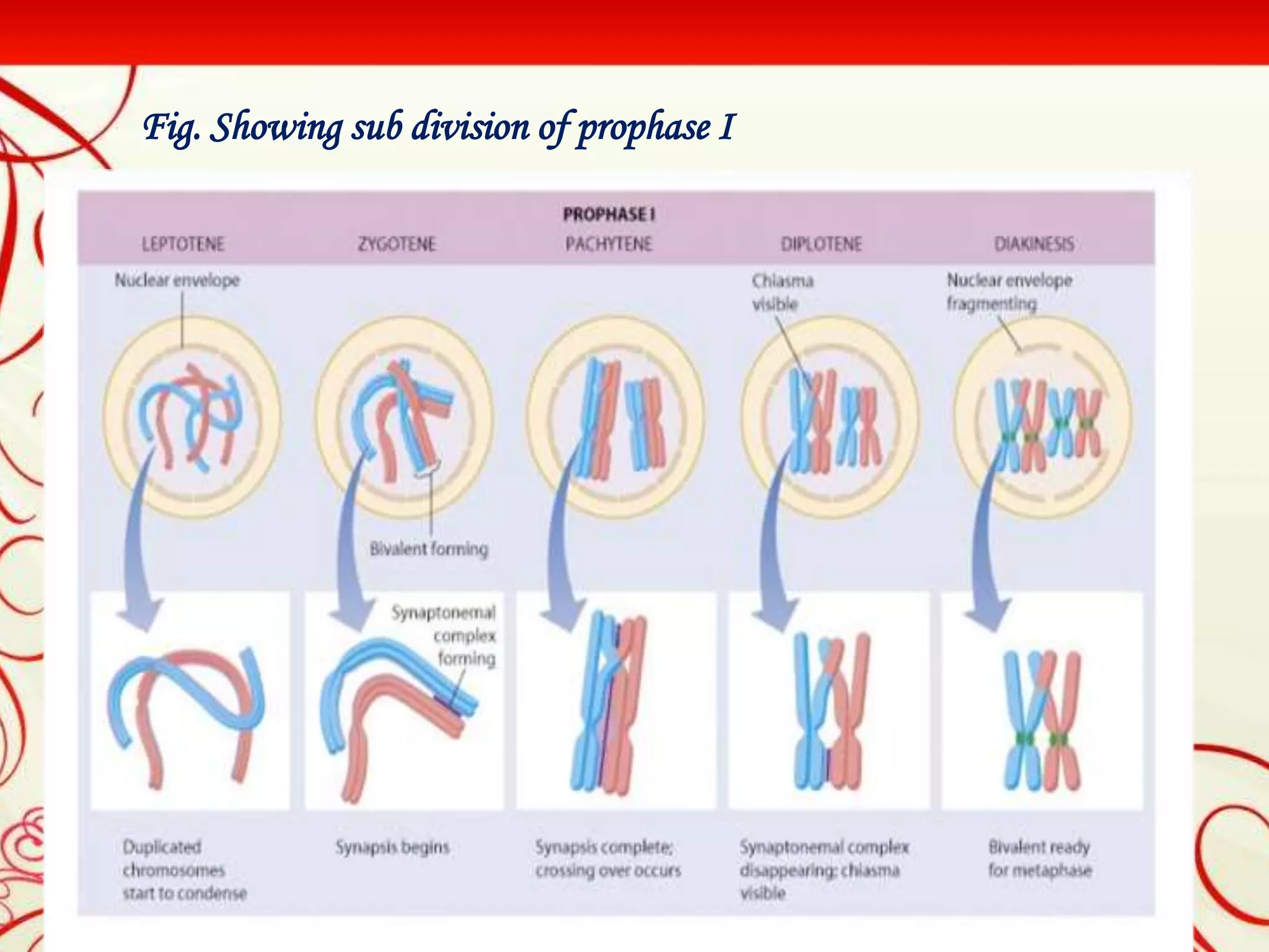 meiosis | PPTX