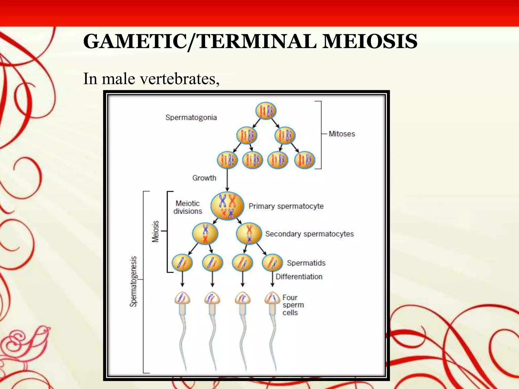 meiosis | PPTX