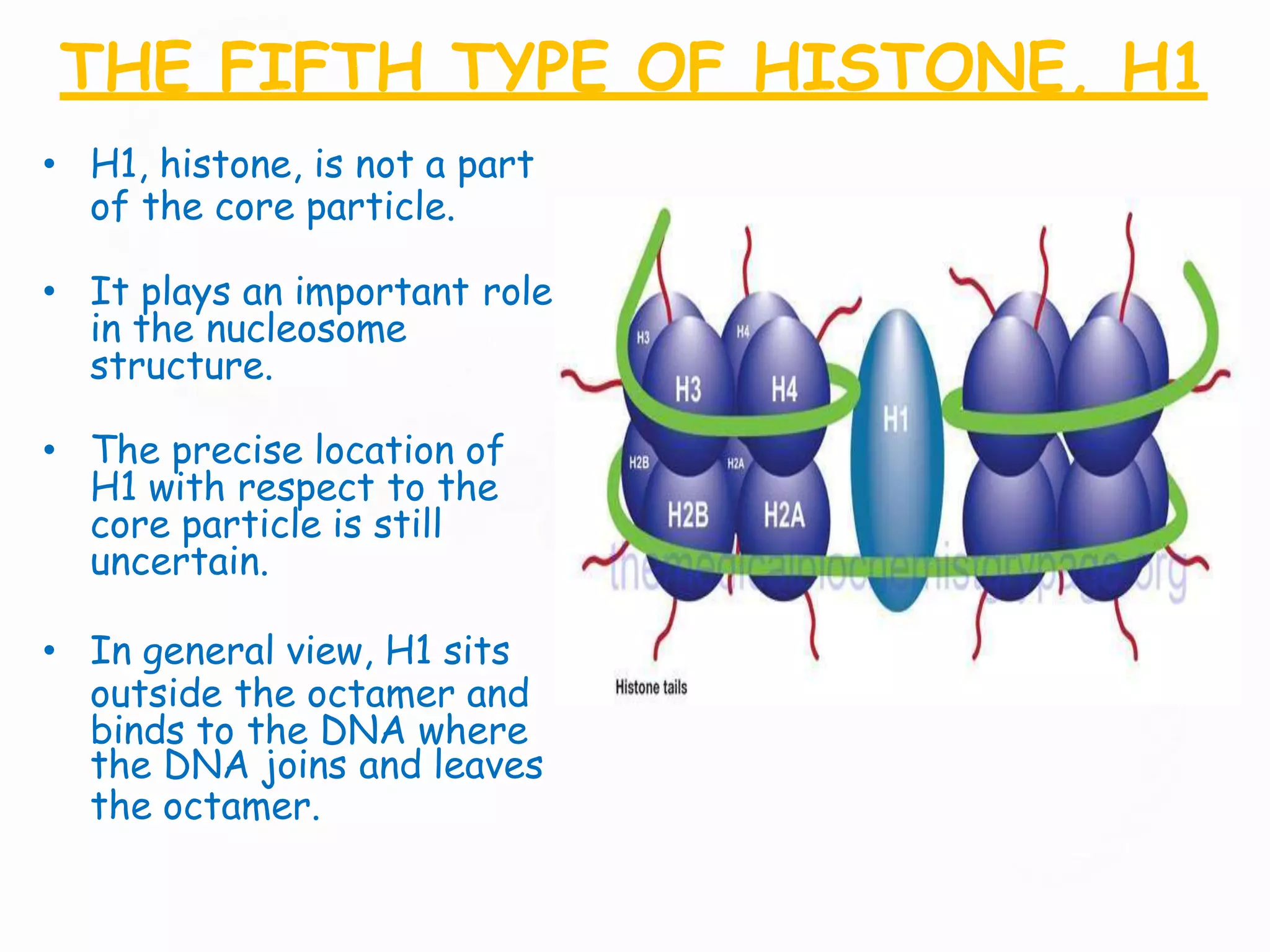 orgnization of eukaryotic genome.pptx