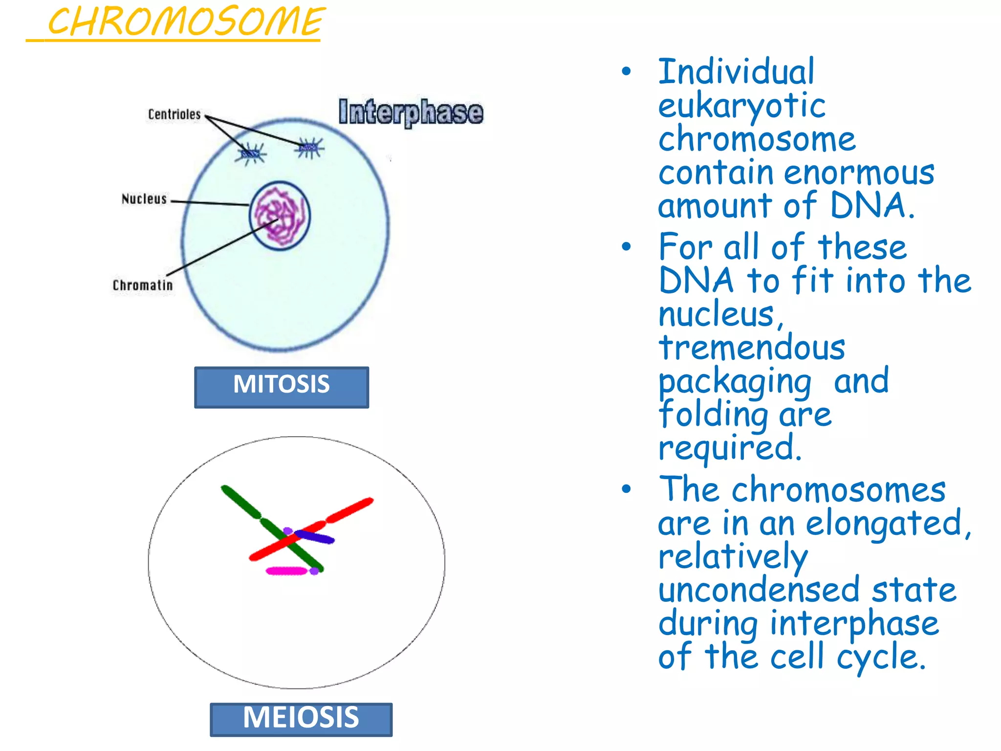 orgnization of eukaryotic genome.pptx
