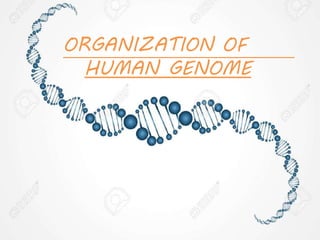 orgnization of eukaryotic genome.pptx | Genetics | Science