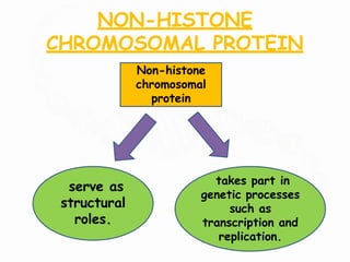 orgnization of eukaryotic genome.pptx | Genetics | Science