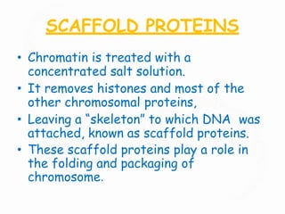 orgnization of eukaryotic genome.pptx | Genetics | Science