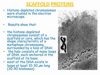 orgnization of eukaryotic genome.pptx | Genetics | Science