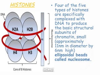 orgnization of eukaryotic genome.pptx | Genetics | Science