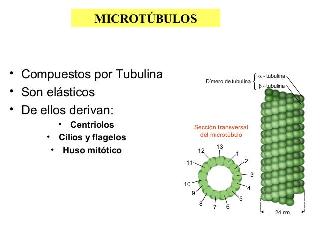 CITOPLASMA Y CITOESQUELETICO