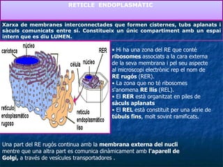 Orgànuls cel.lulars | PPT