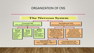 org of cns le1.pptx for mbbs students s . | PPT