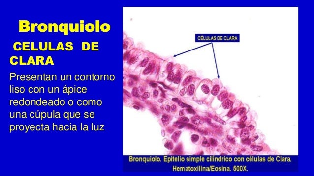 Orientacion cp respiratorio