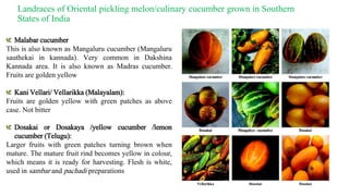 Oriental pickling melon | PPT