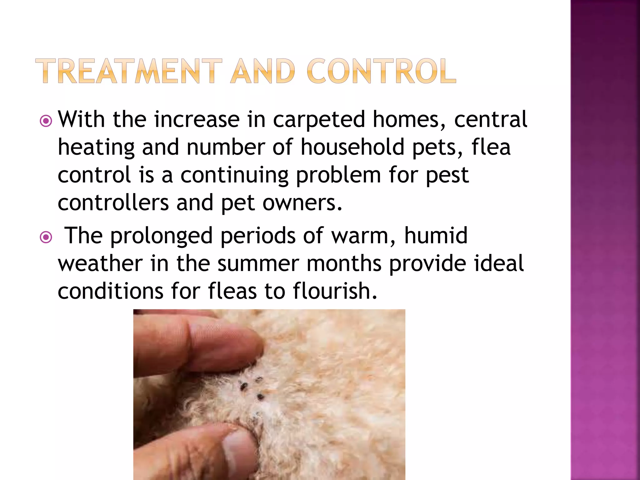 Oriental rat flea | PPTX