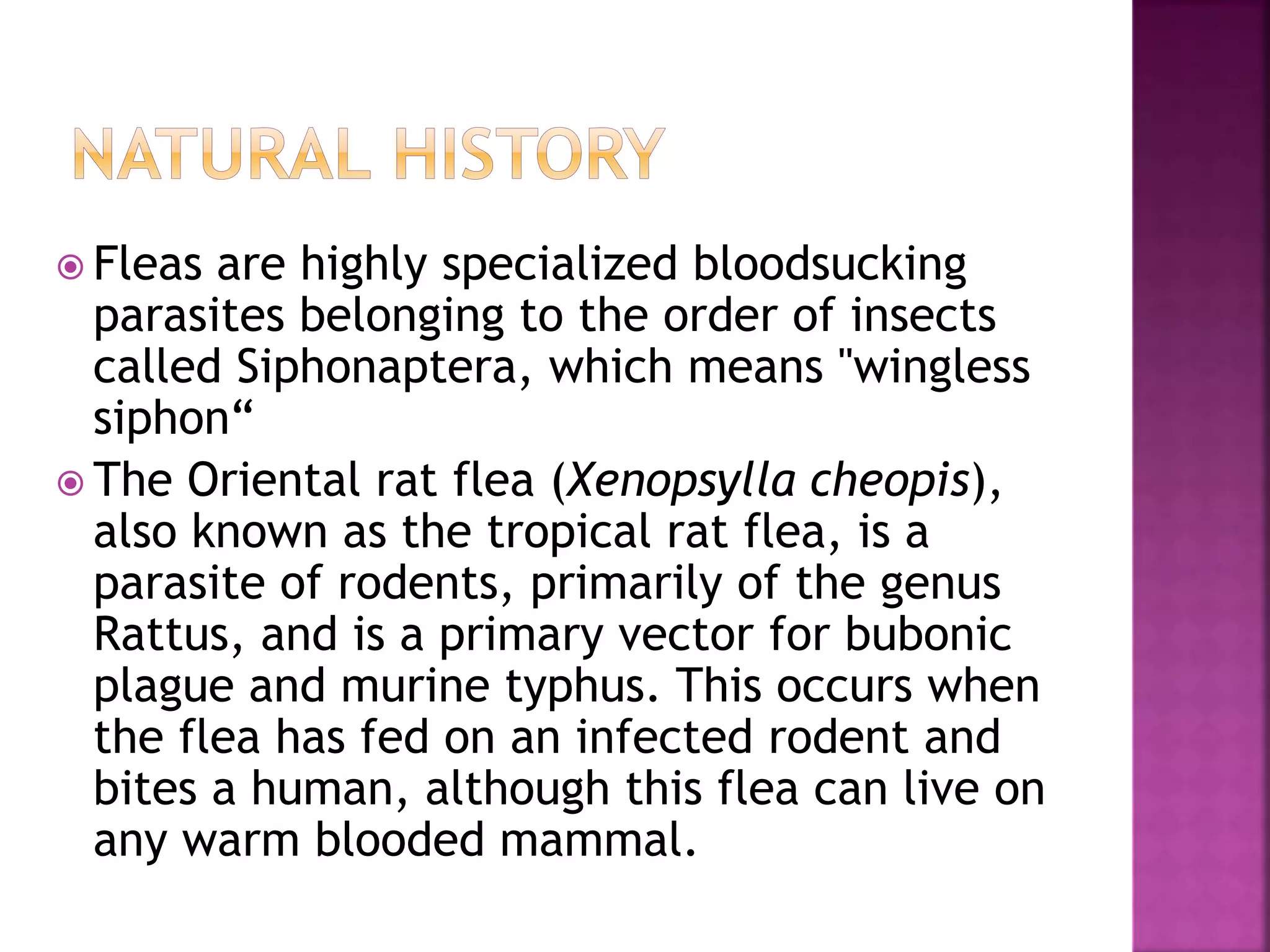 Oriental rat flea | PPTX