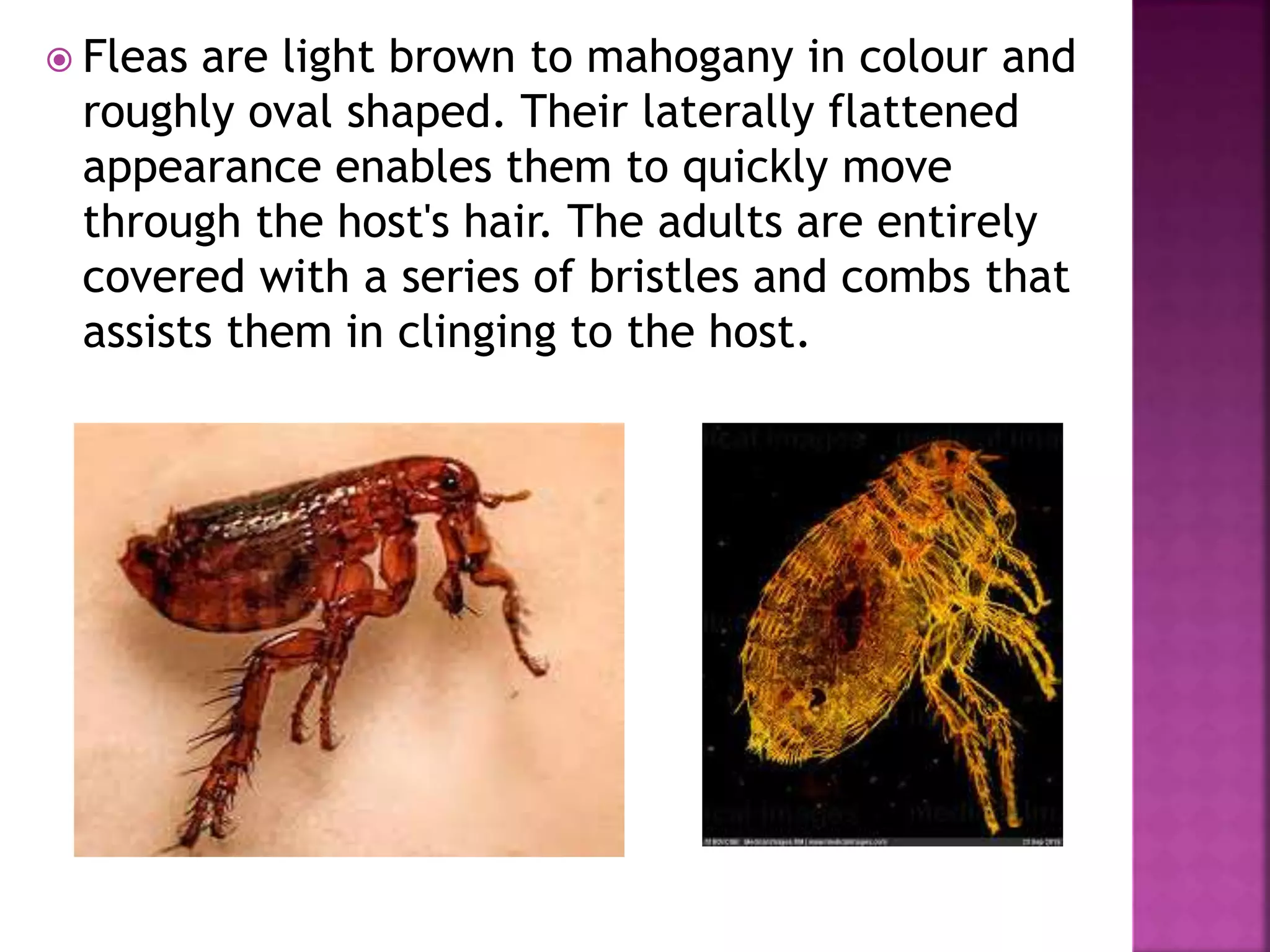 Oriental rat flea | PPTX