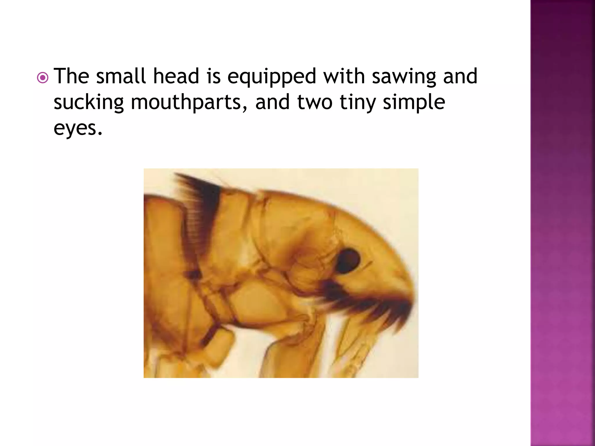 Oriental rat flea | PPTX