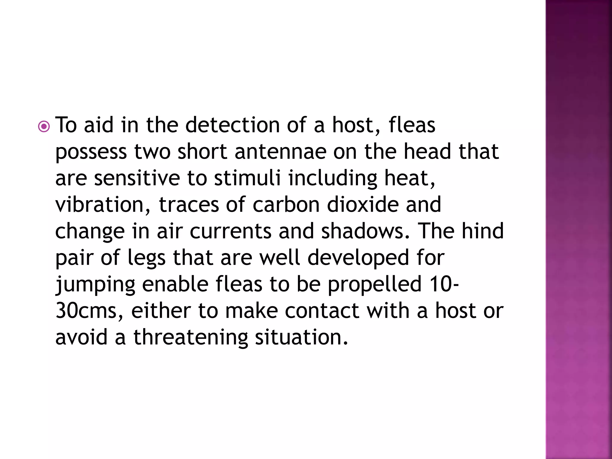 Oriental rat flea | PPTX