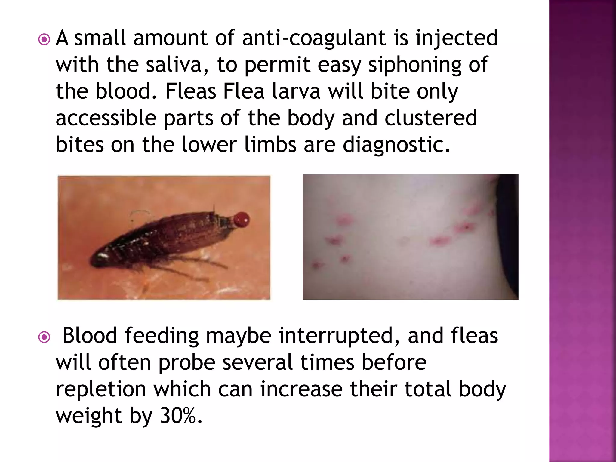 Oriental rat flea | PPTX