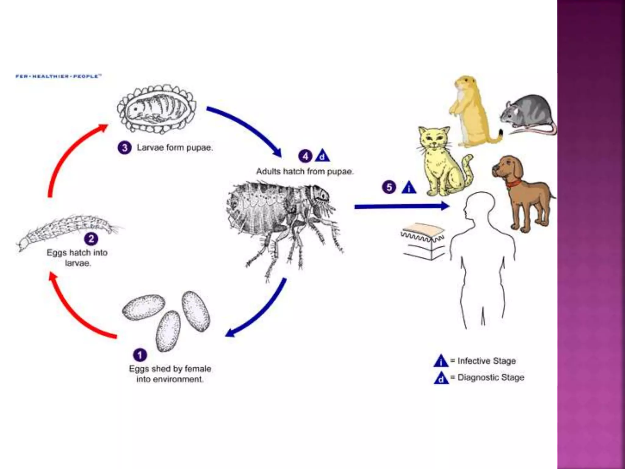 Oriental rat flea | PPTX