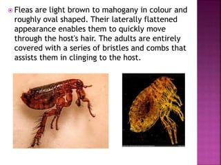 Oriental rat flea | PPTX