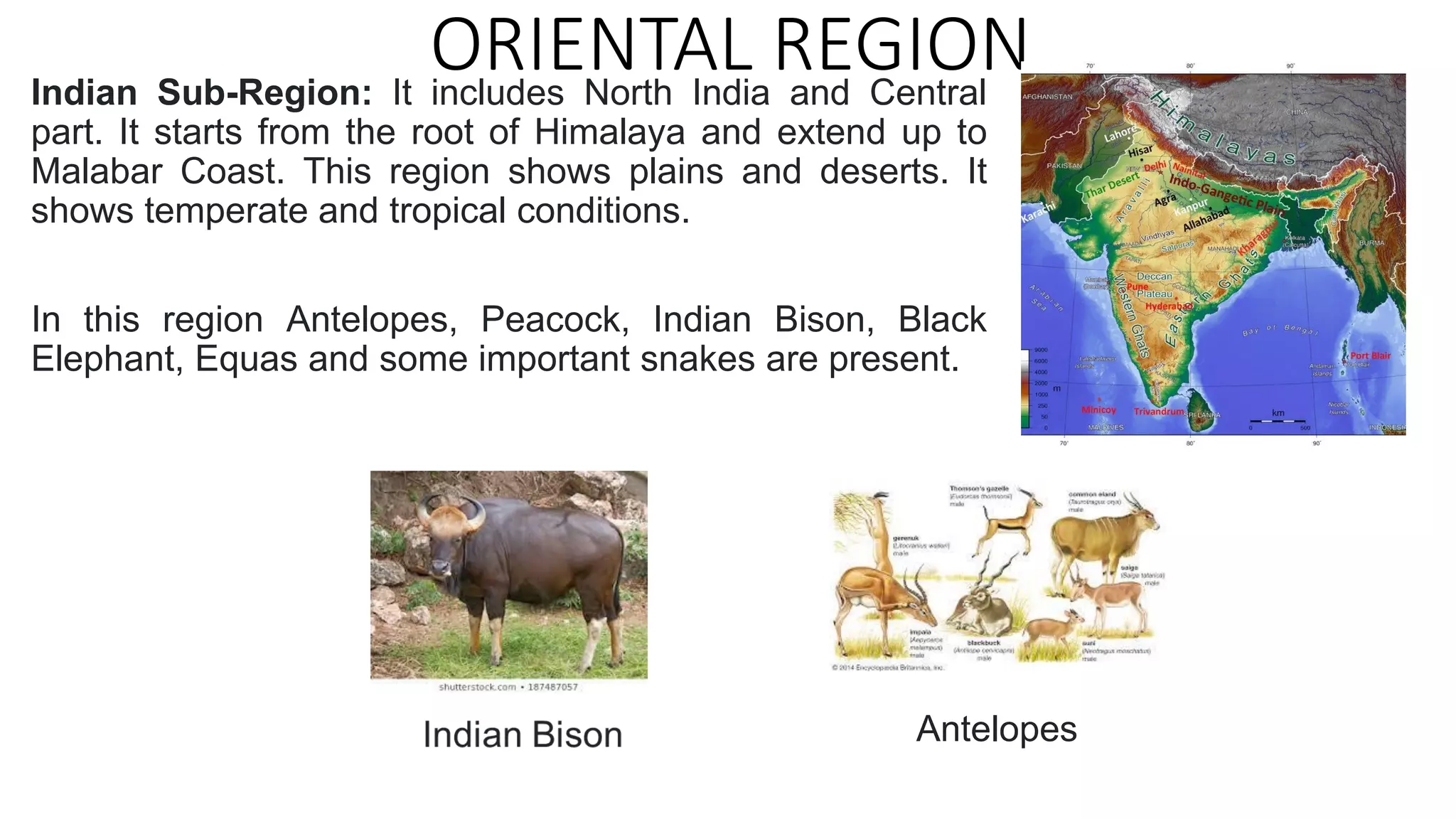 Oriental region | PDF