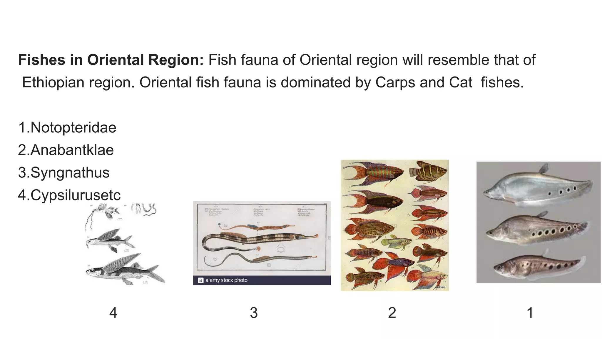 Oriental region | PDF