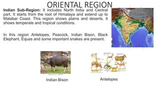 Oriental region | PDF