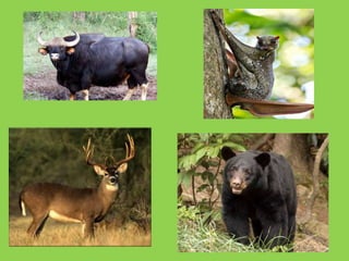 Oriental region fauna | PPTX