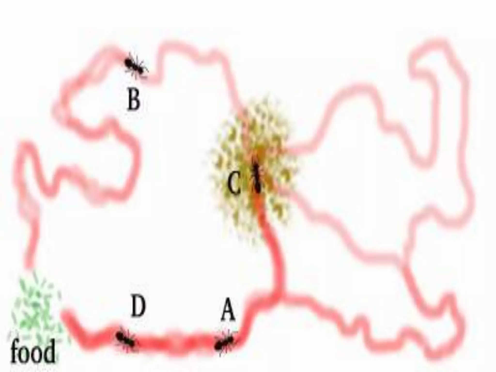 Insect Orientation And Behaviour Pptx
