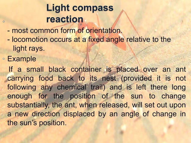 Insect orientation and behaviour | PPTX | Geography | Science