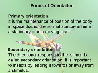Insect orientation and behaviour | PPTX