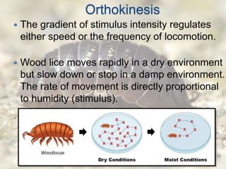 Insect orientation and behaviour | PPT