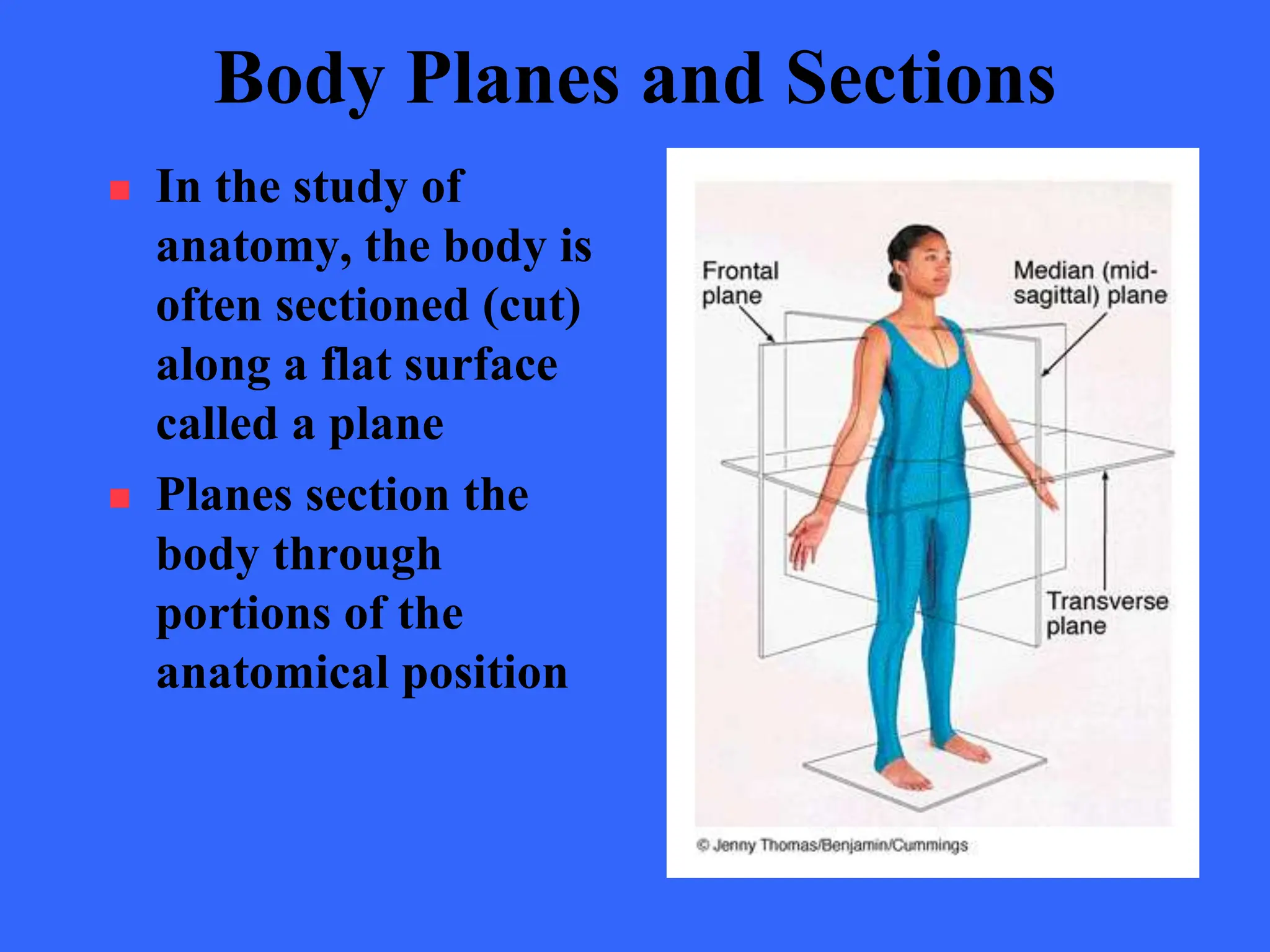anatomical Orientation by Dr. jamil Anwar | PPT