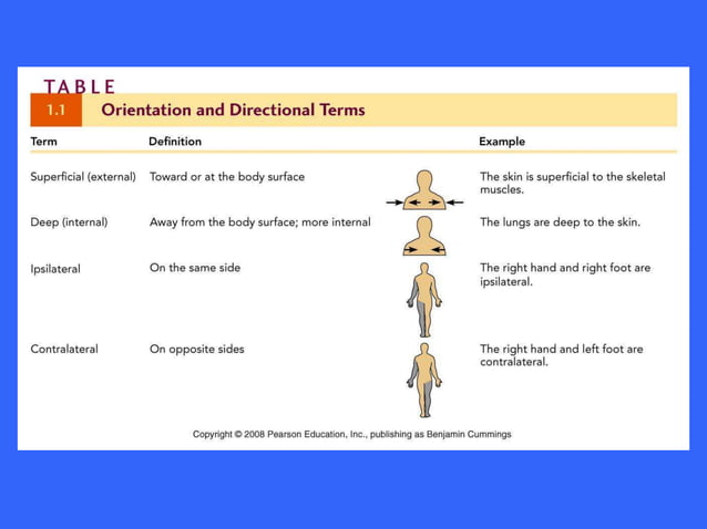 anatomical Orientation by Dr. jamil Anwar | PPT