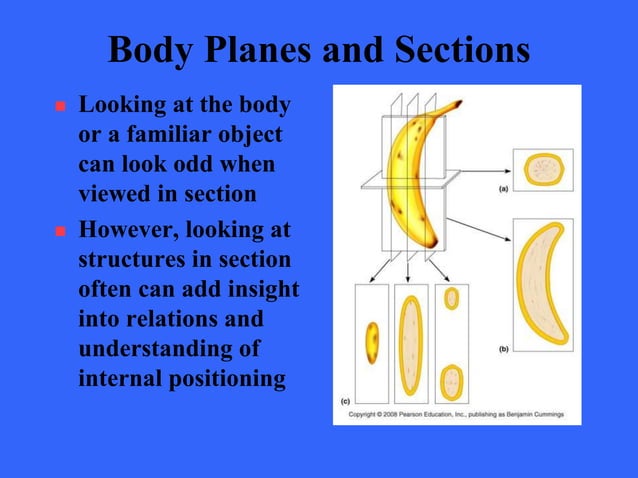 anatomical Orientation by Dr. jamil Anwar | PPT