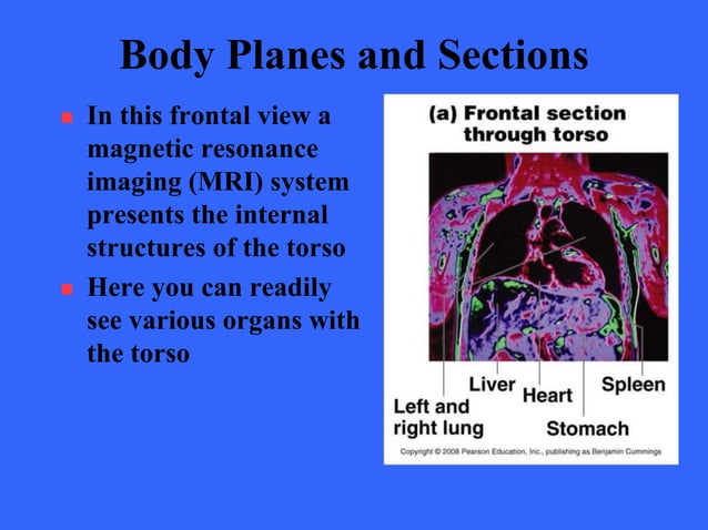 anatomical Orientation by Dr. jamil Anwar | PPT