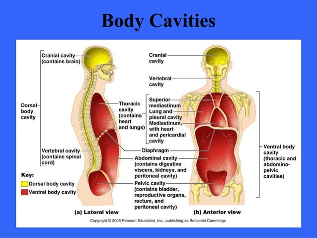 anatomical Orientation by Dr. jamil Anwar | PPT