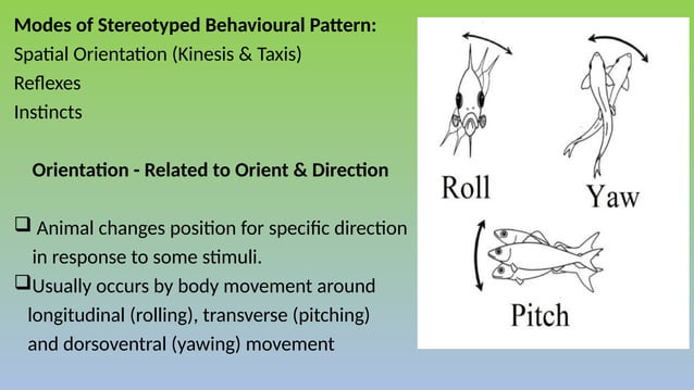 Orientation and Navigation in Animals.pptx