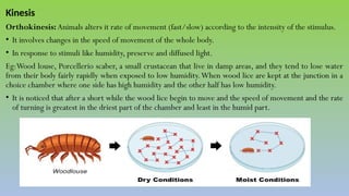 Orientation and Navigation in Animals.pptx