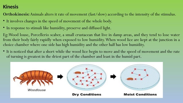 Orientation and Navigation in Animals.pptx