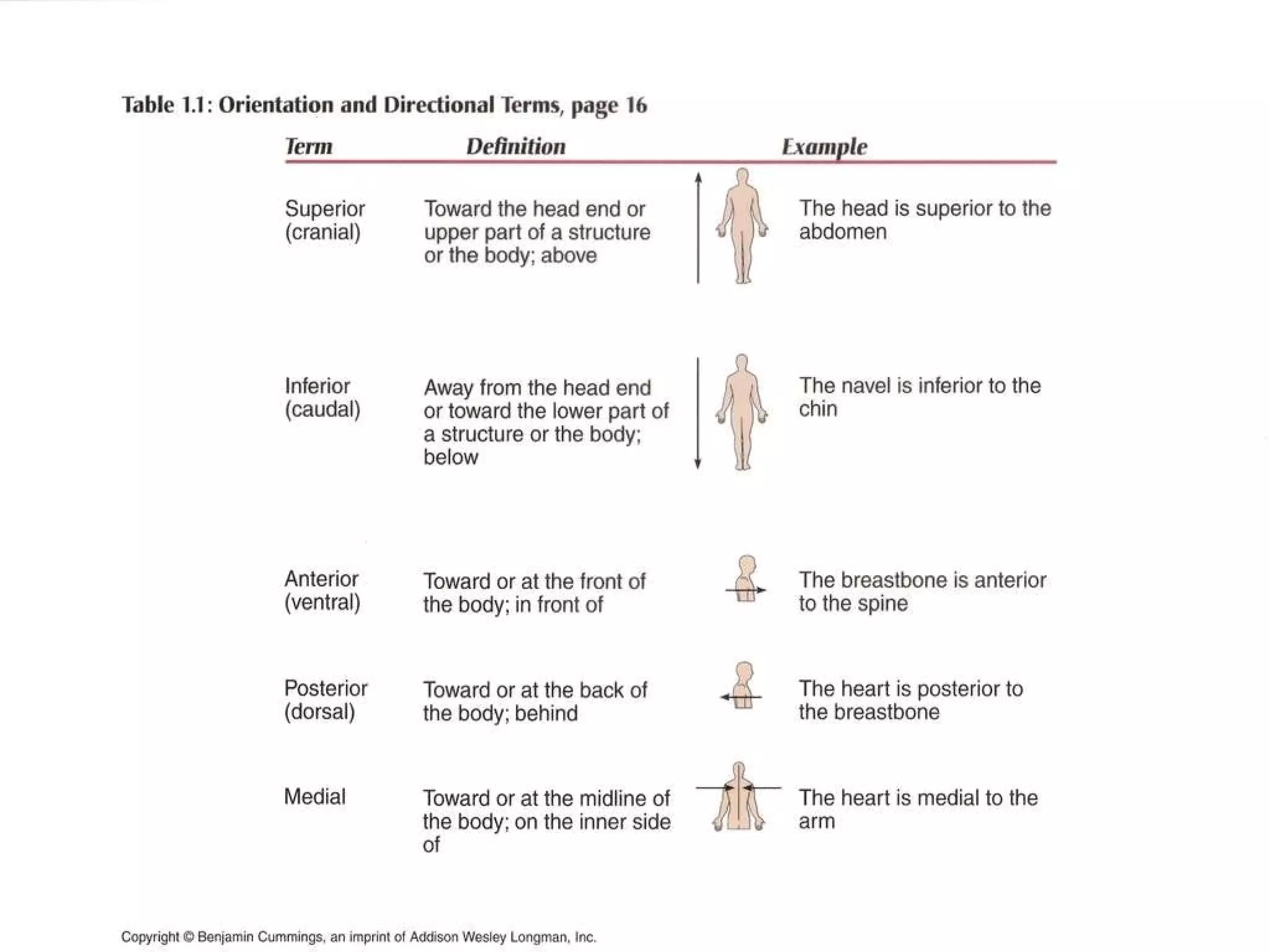 Orientation Of Human Body | PPT