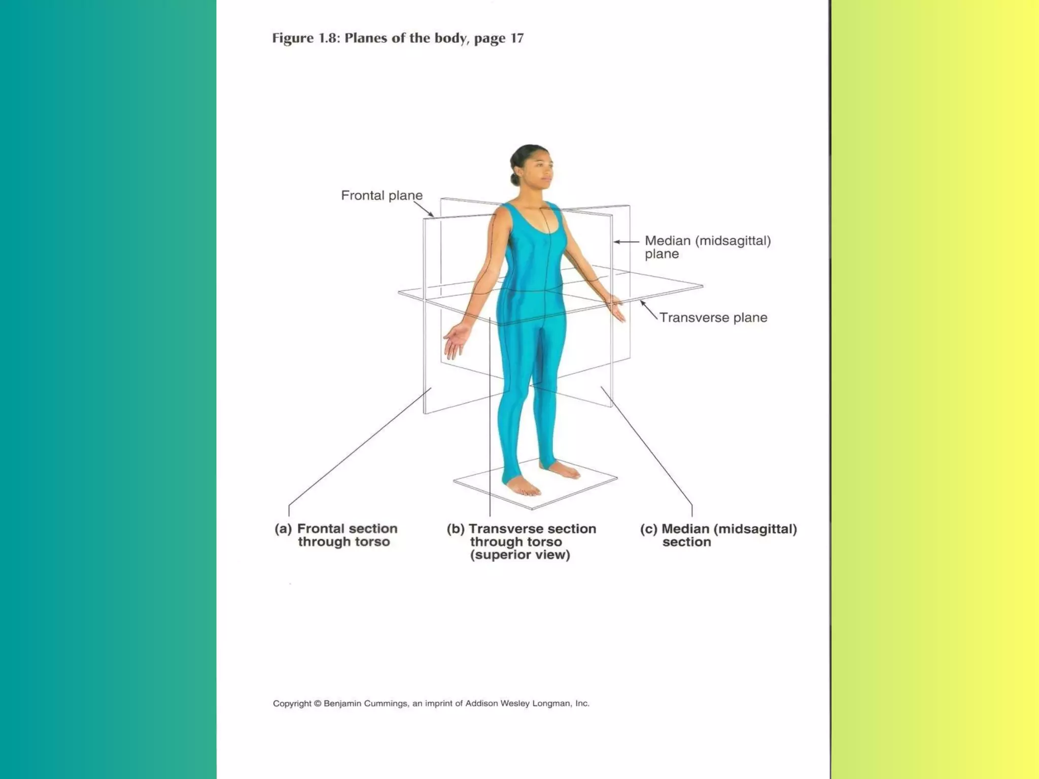 Orientation Of Human Body | PPT