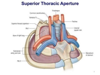Orientation of Thoracic cage- boundaries, inlet, outlet & wall.pptx