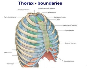 Orientation of Thoracic cage- boundaries, inlet, outlet & wall.pptx