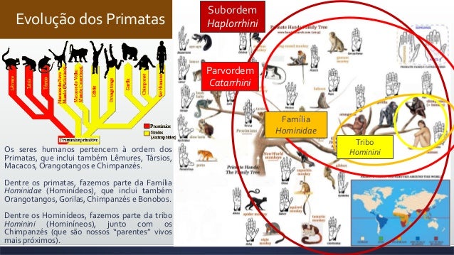 Origem Da Humanidade