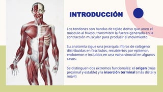 origen de insercion tendones anatomia 3.pptx