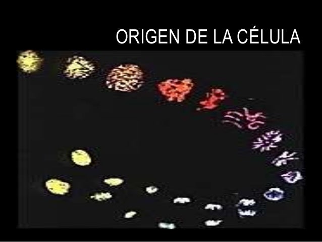 Origen De La Celula