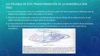 Origen y evolución de la mandíbula y sus implicaciones. | PPTX